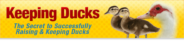 Keeping Ducks - The Secret to Successfully Raising & Keeping Ducks